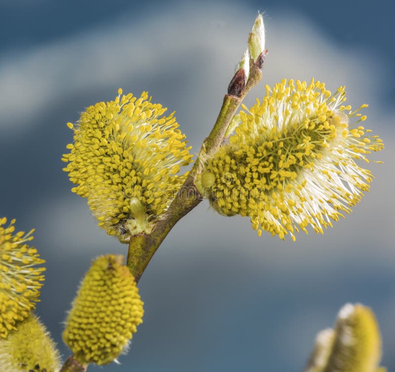Fluffy Soft Willow Buds in Early Spring. Stock Image - Image of ...