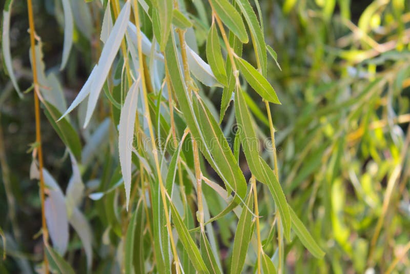 Drooping Tree stock photo. Image of willows, leaf, foliage - 33090104