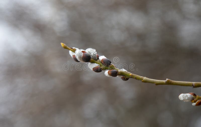 A Branch of a Willow Tree with Buds Stock Photo - Image of willow ...