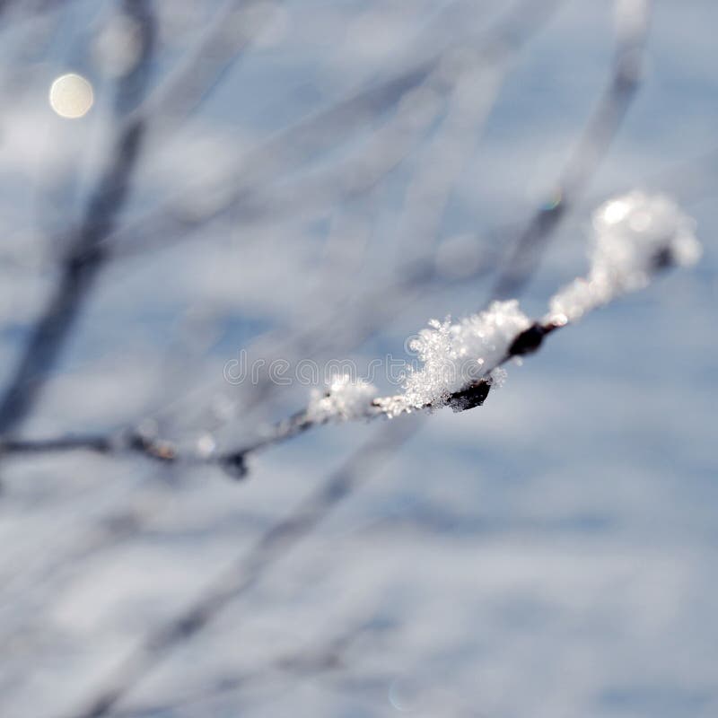 Branch in winter stock photo. Image of wood, snow, white - 32408504