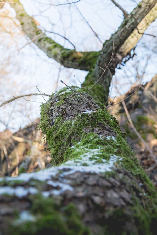 Branch in winter stock image. Image of temperature, branch - 82945365