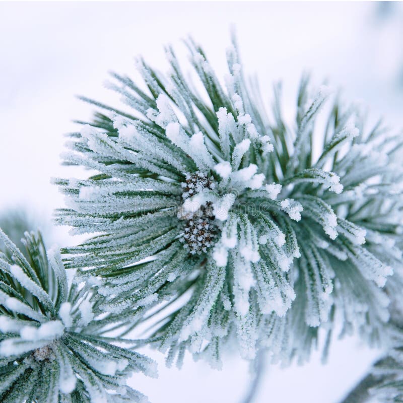 Branch of a Winter Pine Tree Stock Image - Image of close, background ...