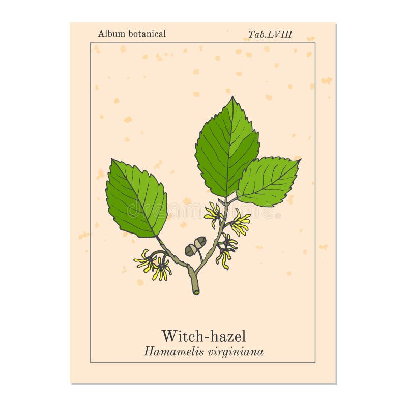 Branch of a witch hazel stock vector. Illustration of wild - 87654627