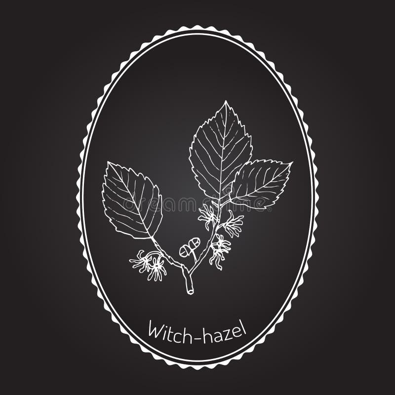 Branch of a witch hazel stock vector. Illustration of alternative ...