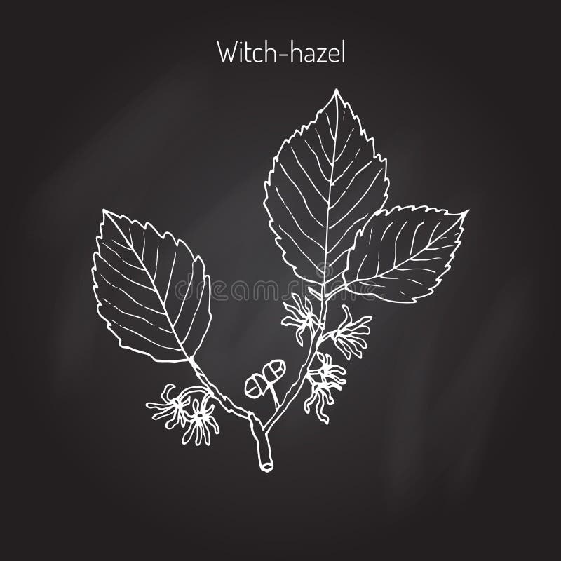 Branch of a witch hazel stock vector. Illustration of blossom - 87654713