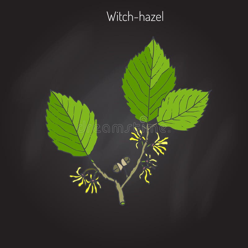 Branch of a witch hazel stock vector. Illustration of wild - 87654759