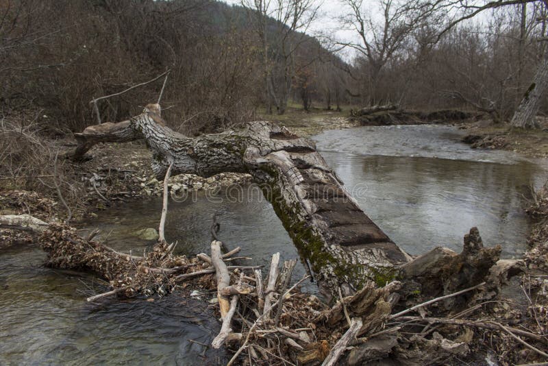 Branch of Tree Staying As a Bridge Grey Sky Stock Image - Image of ...