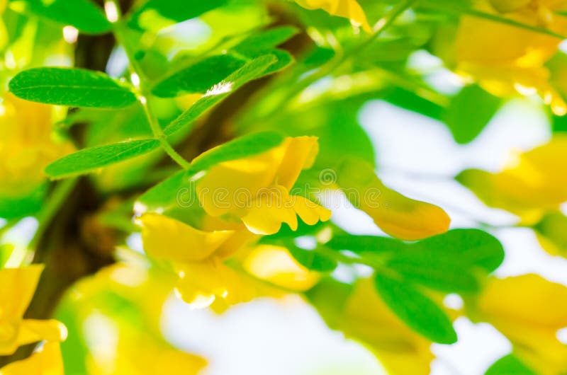 Branch of Yellow Acacia, Isolated on White Background Stock Image ...