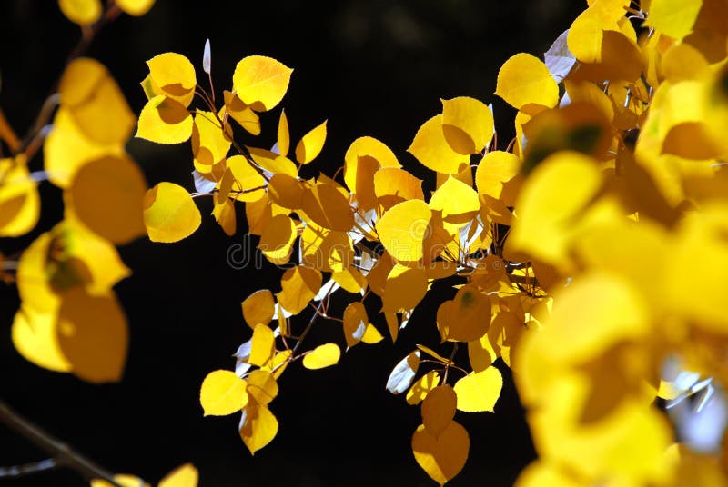 Aspen trees in Fall color stock image. Image of autumn - 2046353