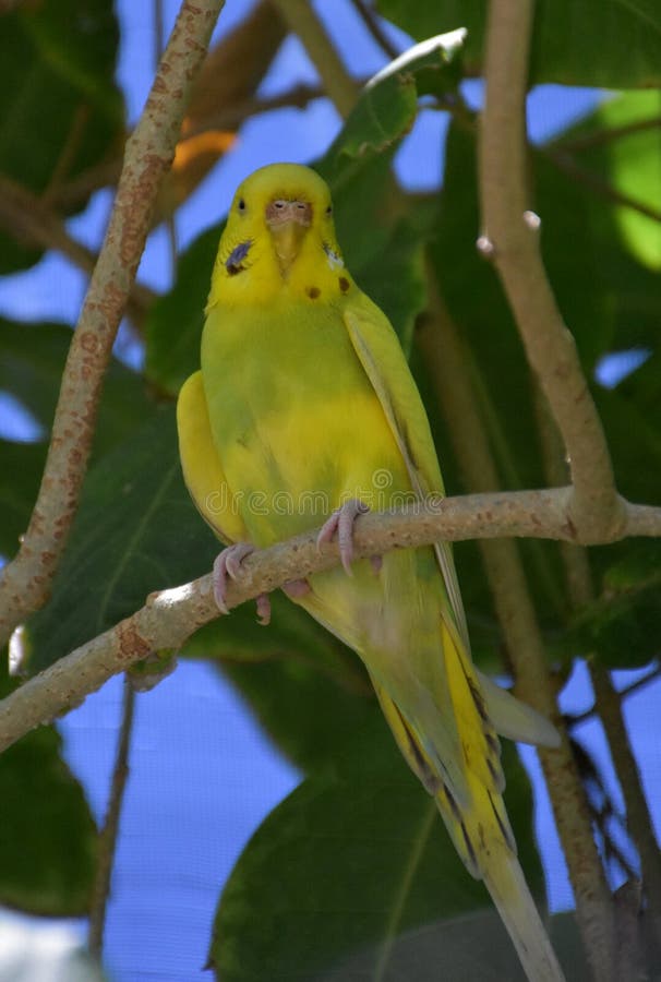 Branch with a Yellow Budgerigar Sitting on it Stock Photo - Image of ...