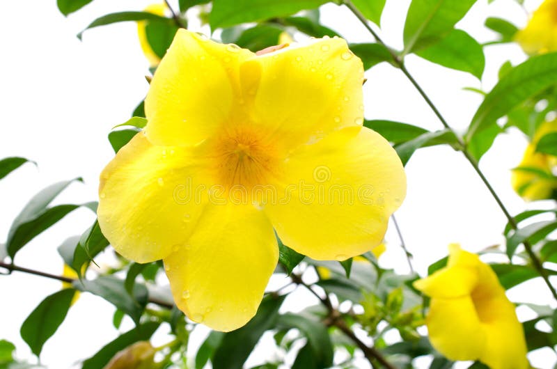 A branch of yellow flowers stock photo. Image of sunlight - 47344436