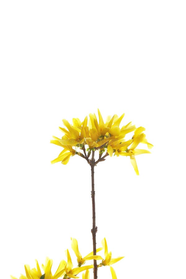 Branch of Yellow Flowers on White Stock Photo - Image of growth ...