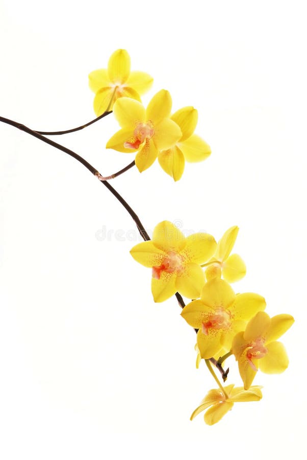 The Branch of Yellow Flowers Stock Photo - Image of colorful, blooming ...