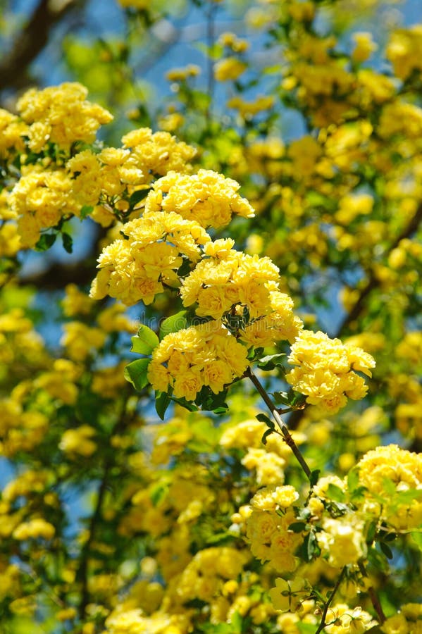 The Branch of Yellow Flowers Stock Photo - Image of colorful, blooming ...