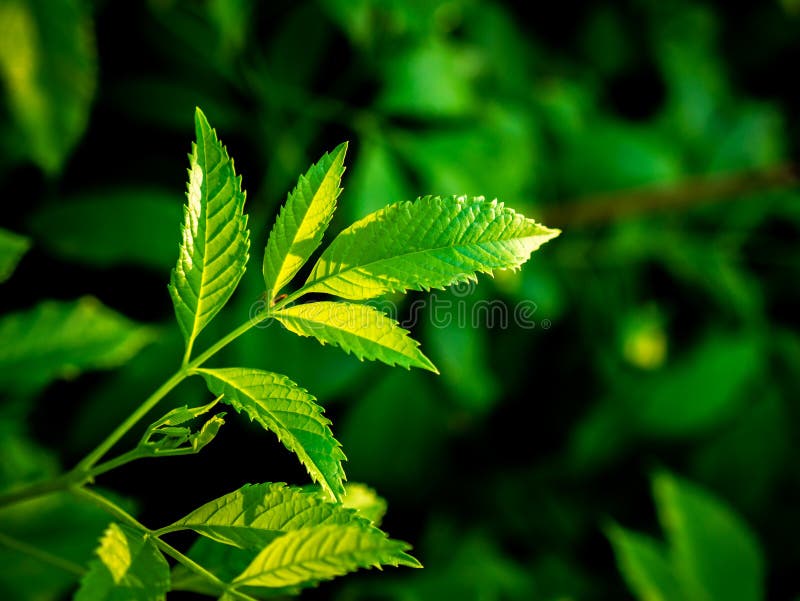 Branch of Yellow Trumpet-Flower Leaf Stock Photo - Image of close ...