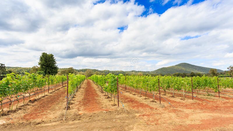 Branch Young Grapes on Vine in Vineyard Stock Image - Image of green ...