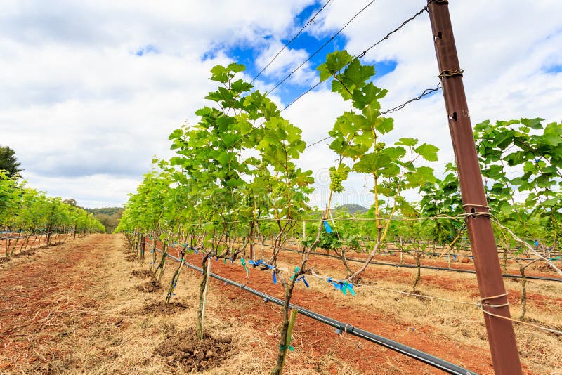 Branch Young Grapes on Vine in Vineyard Stock Photo - Image of rural ...