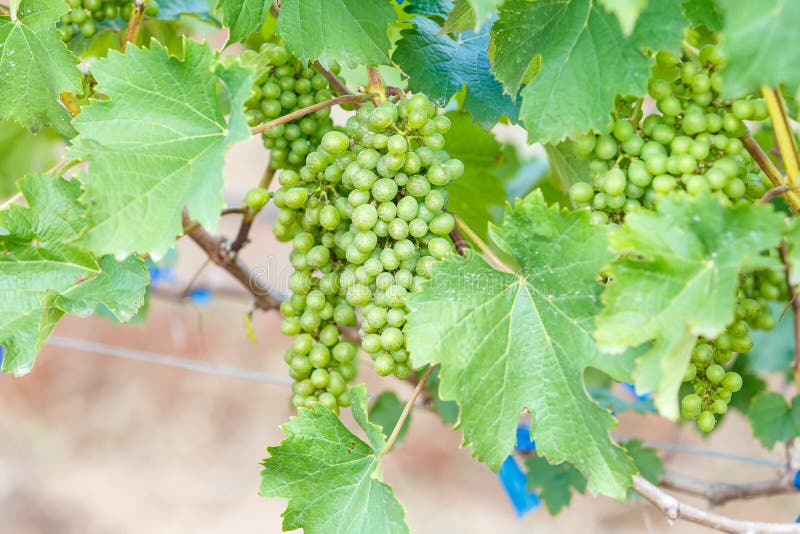 Branch Young Grapes on Vine in Vineyard Stock Photo - Image of nature ...