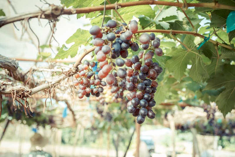 Branch Young Grapes on Vine in Vineyard Stock Photo - Image of growing ...