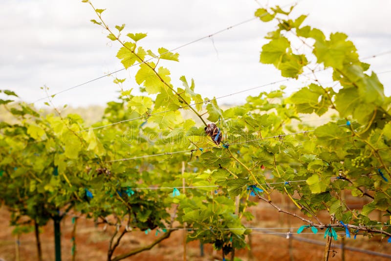 Branch Young Grapes on Vine in Vineyard Stock Photo - Image of grape ...