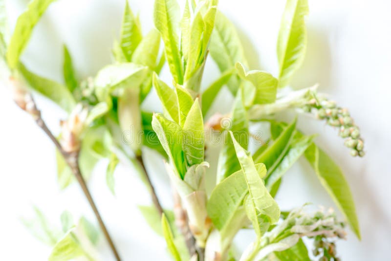 Branch of a Young Green Tree with Buds. Spring Bright Background Stock ...