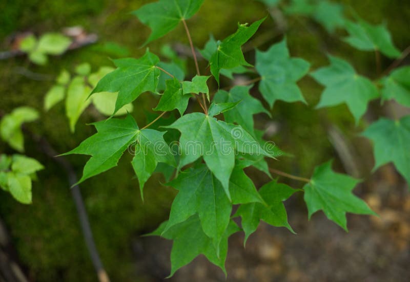 Branch with Young Maple Leaves. Stock Photo - Image of flora, macro ...