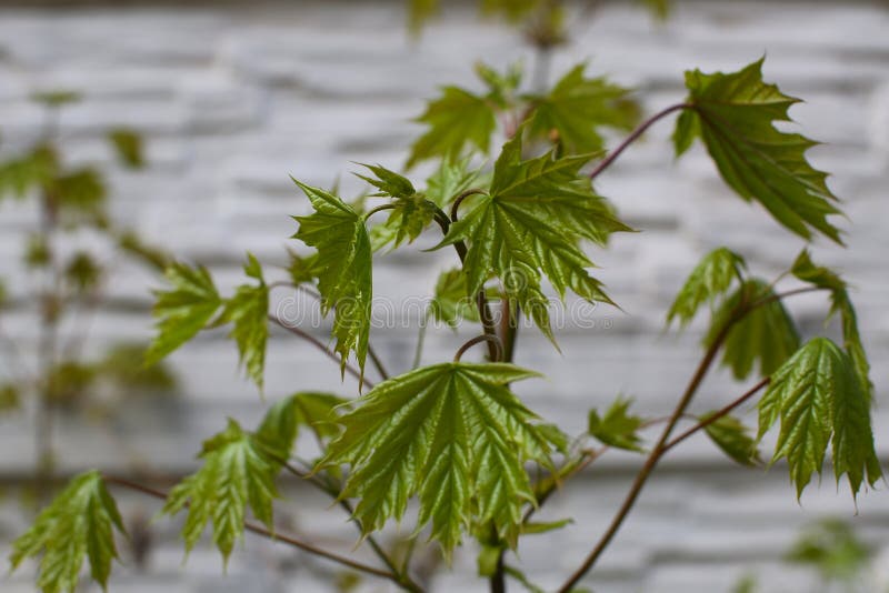 A Branch of a Young Maple Tree Near a White Wall in Springtime Stock ...