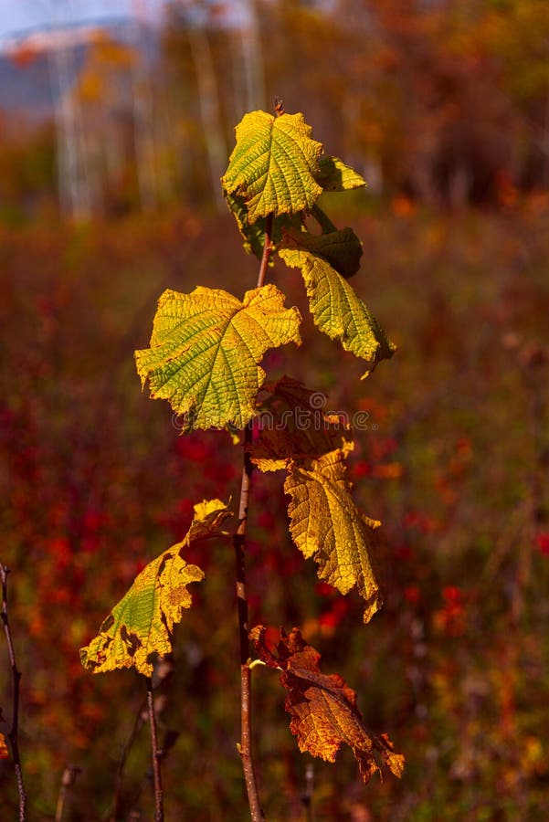 A Branch of a Young Plant, a Tree with Withering Leaves Stock Image ...