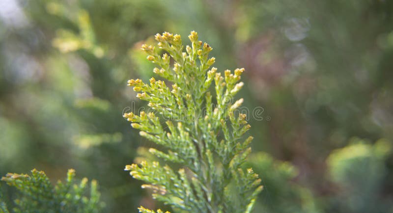 Branch with Young Spring Shoots on a Green Background with a Copy Space ...