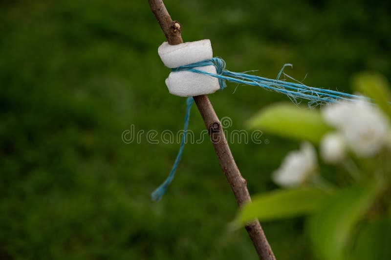 Branch of a Young Tree in the Garden is Tied with Paralon and Thread ...