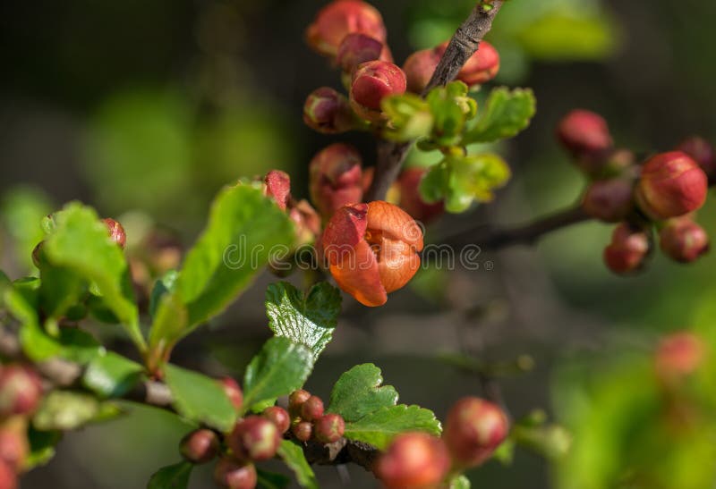 Blooming Japanese Quince, Branches of Chaenomeles Japonica with ...