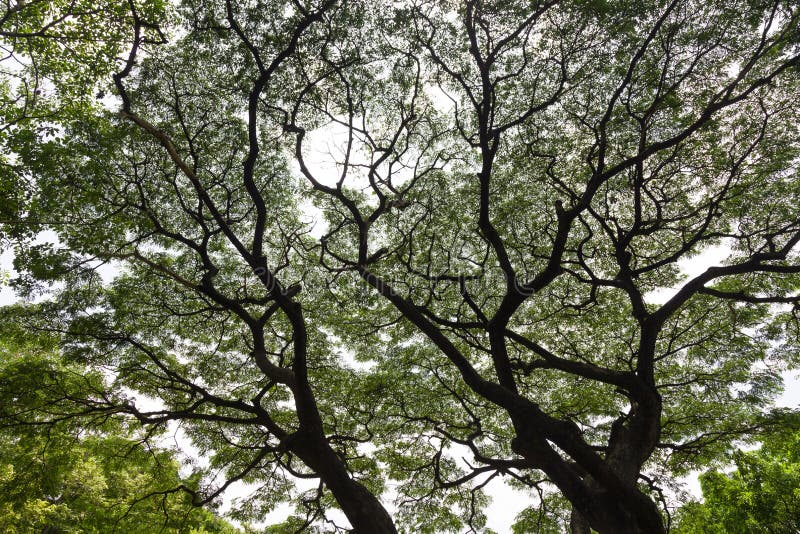 The branche of big tree stock photo. Image of branch - 99969442