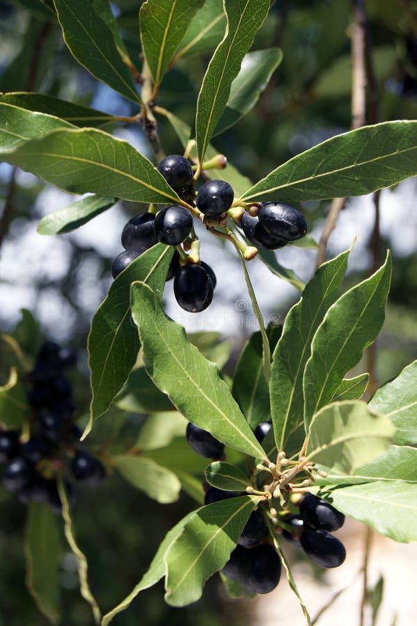 Branche de laurier image stock. Image du centrale, épice - 48318637