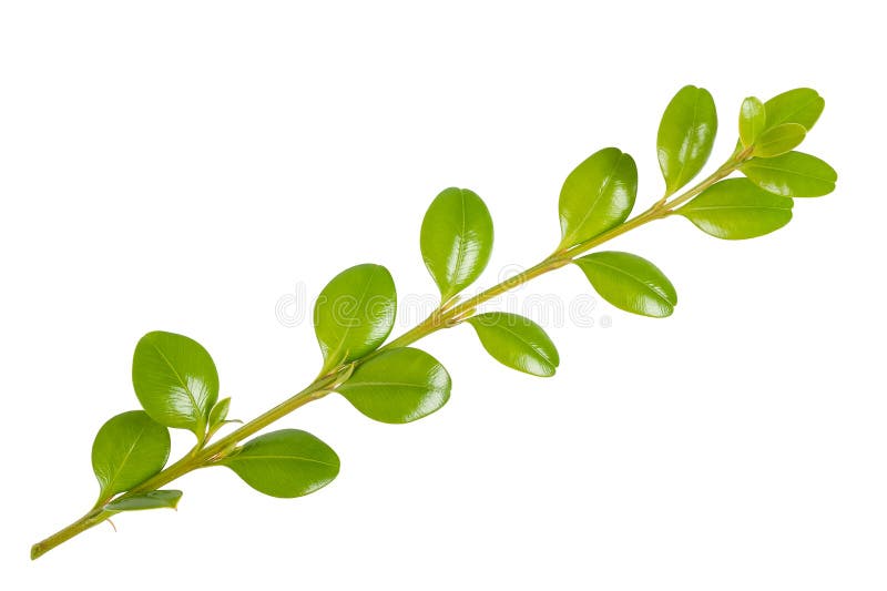 Branche De Buis Comme Fond De Nature Image stock - Image du fermer ...