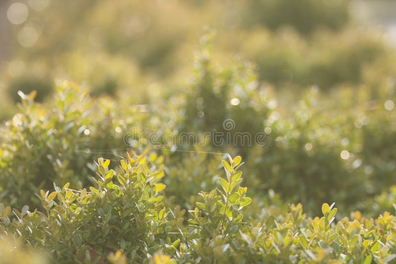 Branche de buisson de buis photo stock. Image du jardin - 67973448