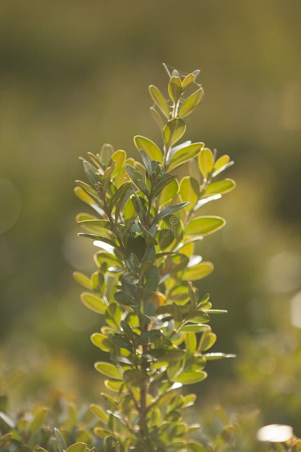 Branche de buisson de buis photo stock. Image du jardin - 67973448