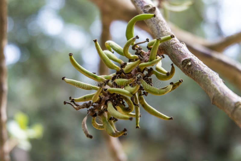296 Photos de Fleurs De Caroubier - Photos de stock gratuites et libres ...