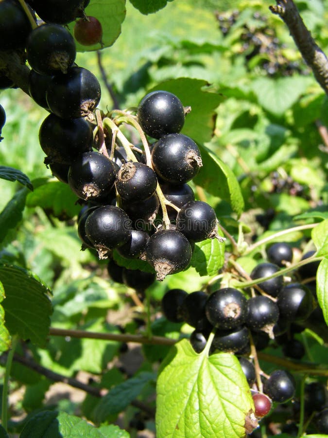 Arbuste de cassis image stock. Image du piquant, frais - 31837439