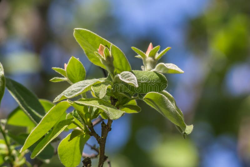 Branchement De Coing Avec La Fleur Photo stock - Image du coing, avec ...
