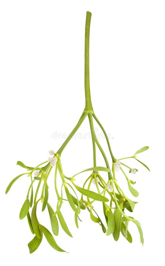 Branche de gui photo stock. Image du centrale, symbole - 35809838