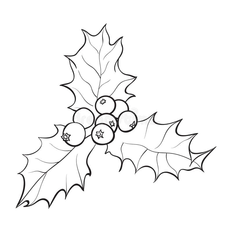 Branche De Gui Avec Des Feuilles Et Des Baies Illustration de Vecteur ...