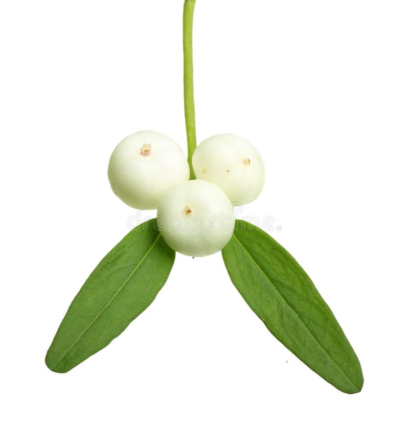 Branche de gui isolée photo stock. Image du christianisme - 44829580