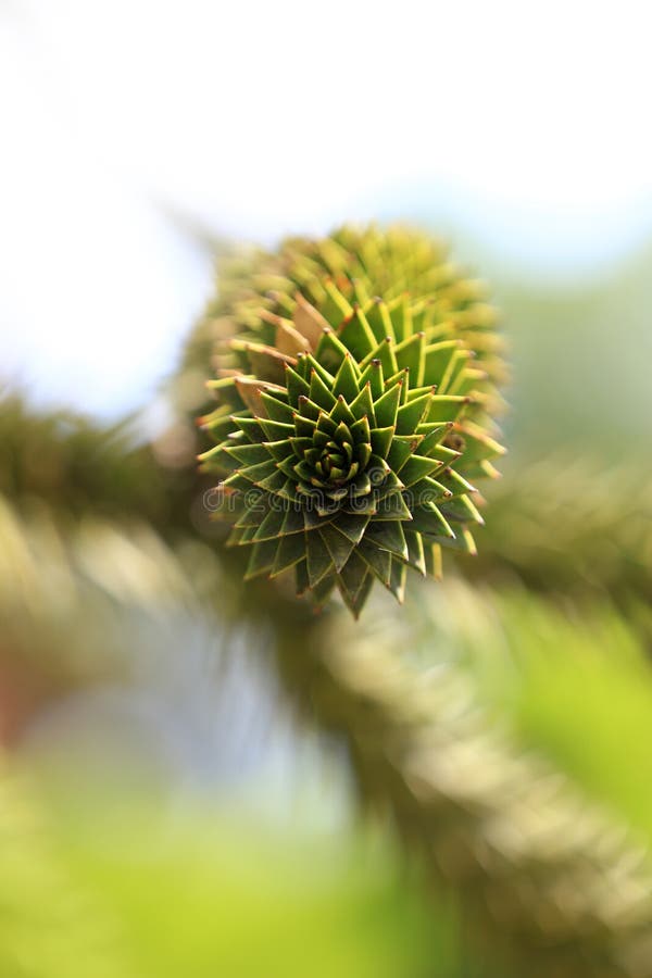 Pignons Avec Le Branchement D'arbre De Pin Image stock - Image du durée ...
