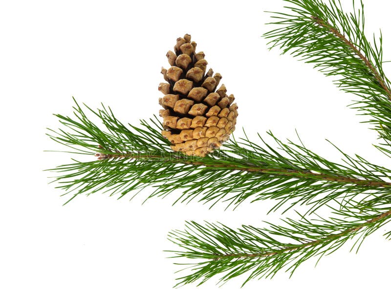 Branche de pin photo stock. Image du conifère, nature - 35234344