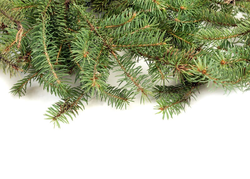 Branchement de pin-arbre image stock. Image du botanique - 6162567