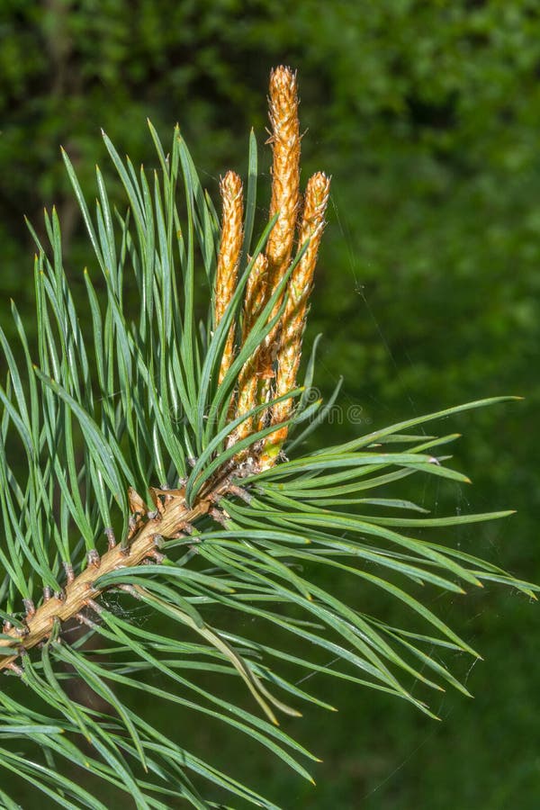 Branche De Pin Couverte De Neige Photo stock - Image du forêt, pointeau ...