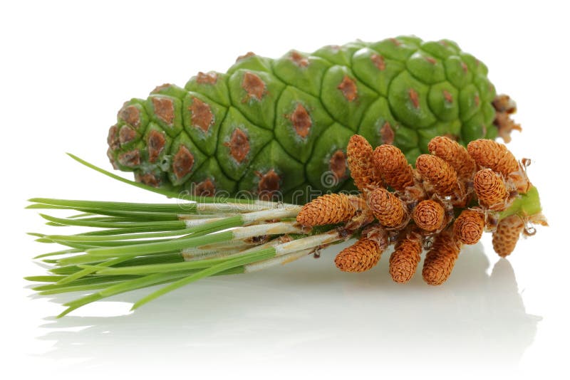 Branchement de Pin-arbre photo stock. Image du frais, arbre - 256924