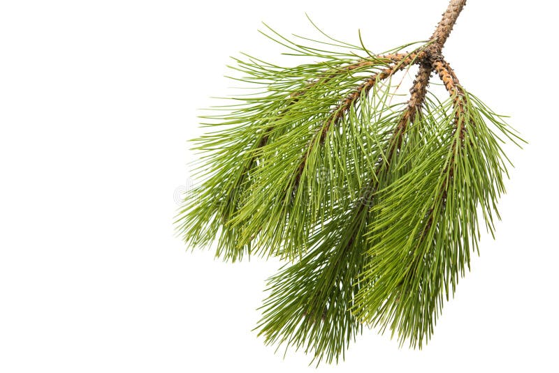 Branche de pin image stock. Image du cadre, pointeau - 81910959