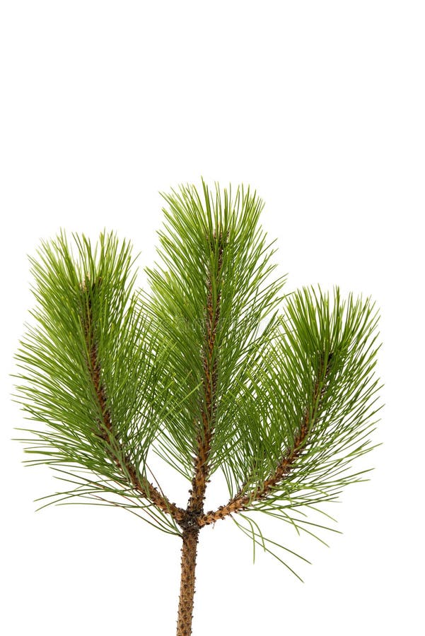 Branche de pin image stock. Image du normal, contexte - 81910959