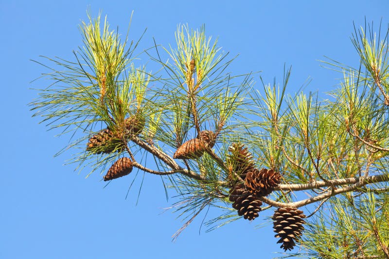 Branchement de pins image stock. Image du collant, over - 10583633